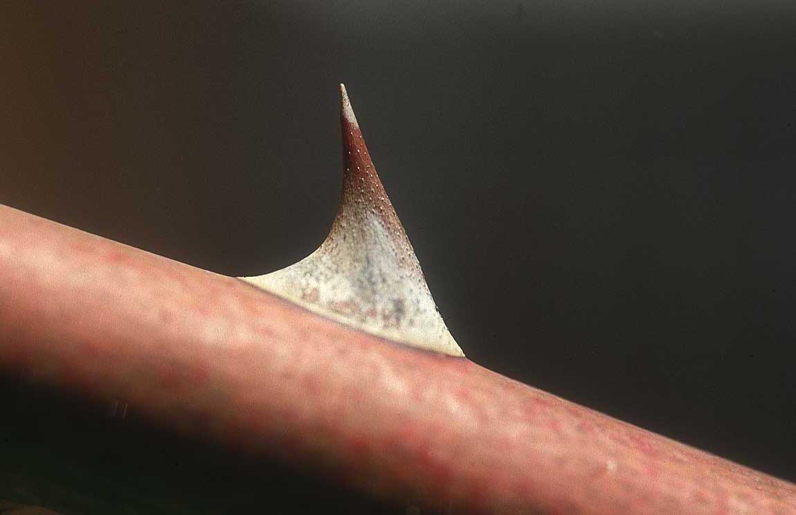 A Thorn In My Side | Breaking In The Habit